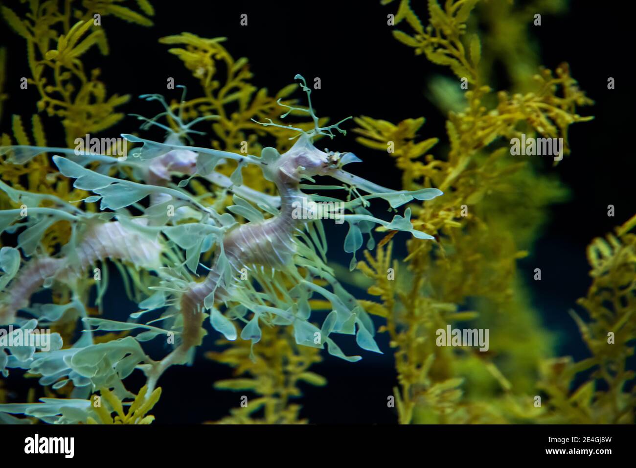 The leafy seadragon (Phycodurus eques) or Glauert's seadragon marine ...