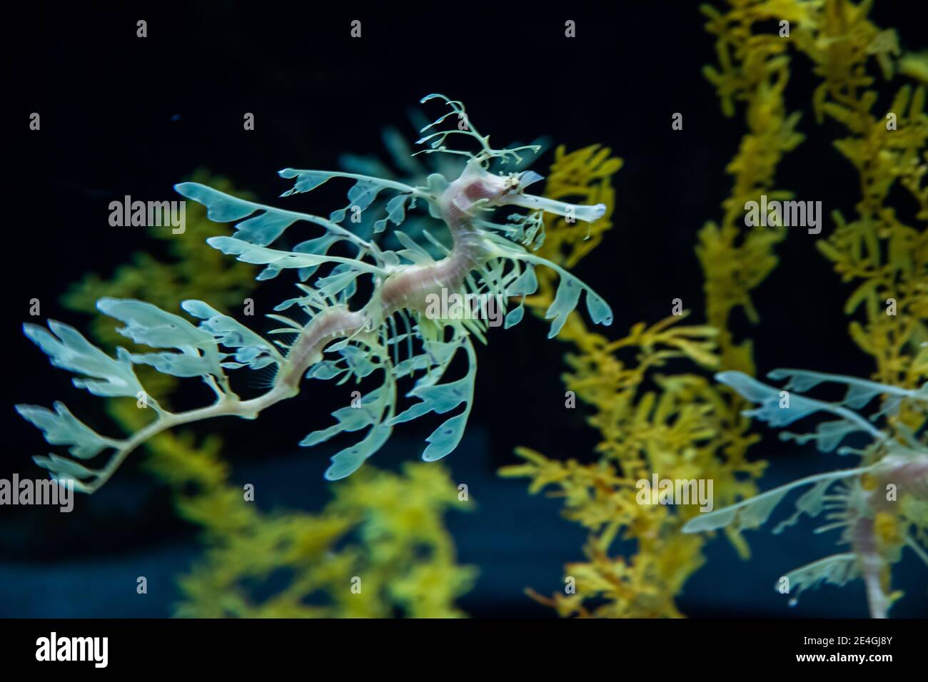The leafy seadragon (Phycodurus eques) or Glauert's seadragon marine ...