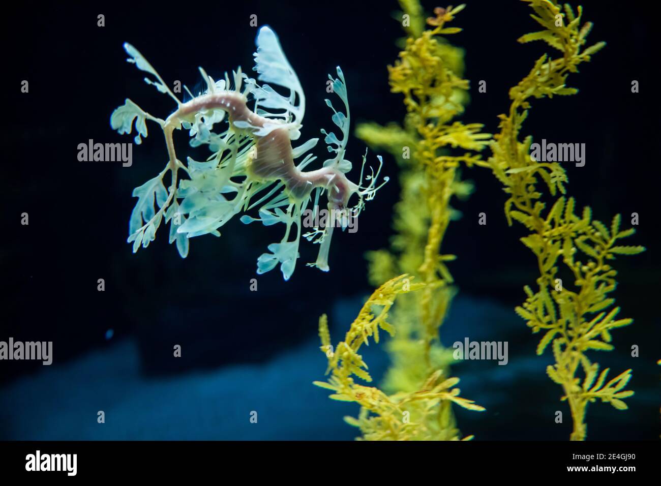 The leafy seadragon (Phycodurus eques) or Glauert's seadragon marine ...