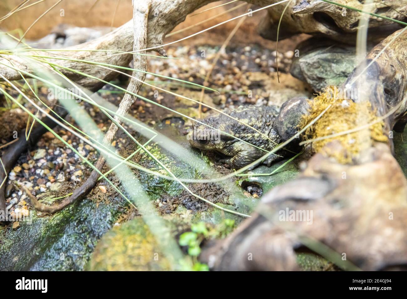 Close-up of green frog camouflaged in tropical aquarium Stock Photo - Alamy