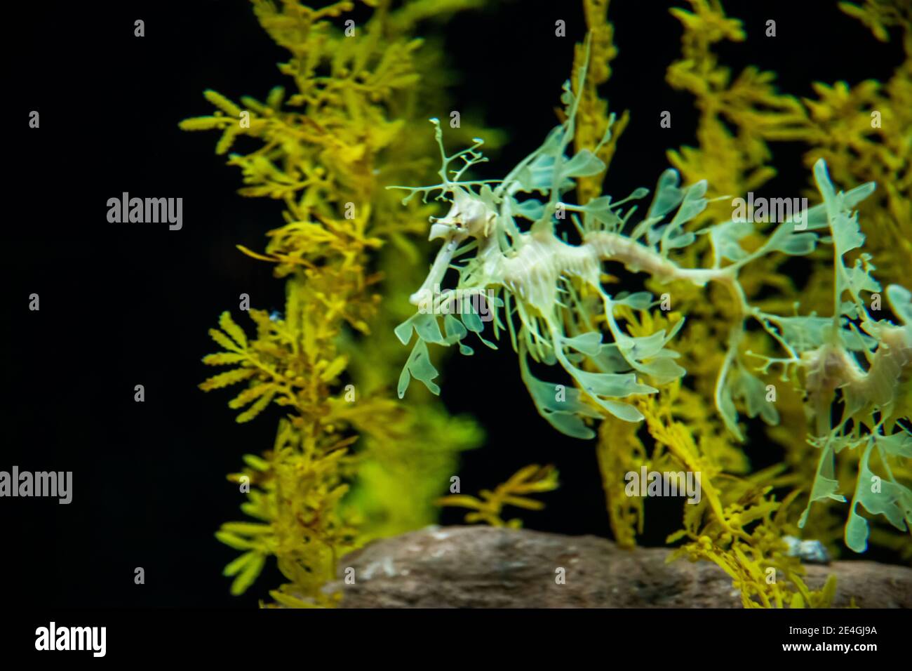The leafy seadragon (Phycodurus eques) or Glauert's seadragon marine ...