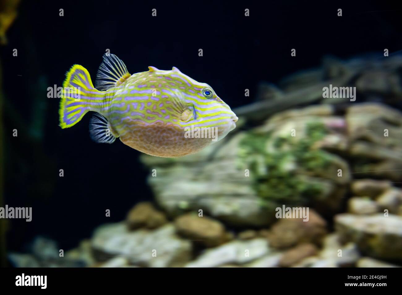 Yellow blue pink tropical fish swimming in aqurium Stock Photo - Alamy