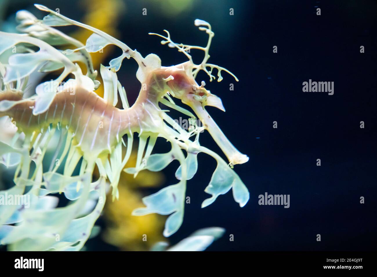 The leafy seadragon (Phycodurus eques) or Glauert's seadragon marine ...