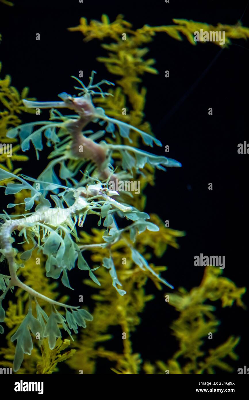 The leafy seadragon (Phycodurus eques) or Glauert's seadragon marine ...