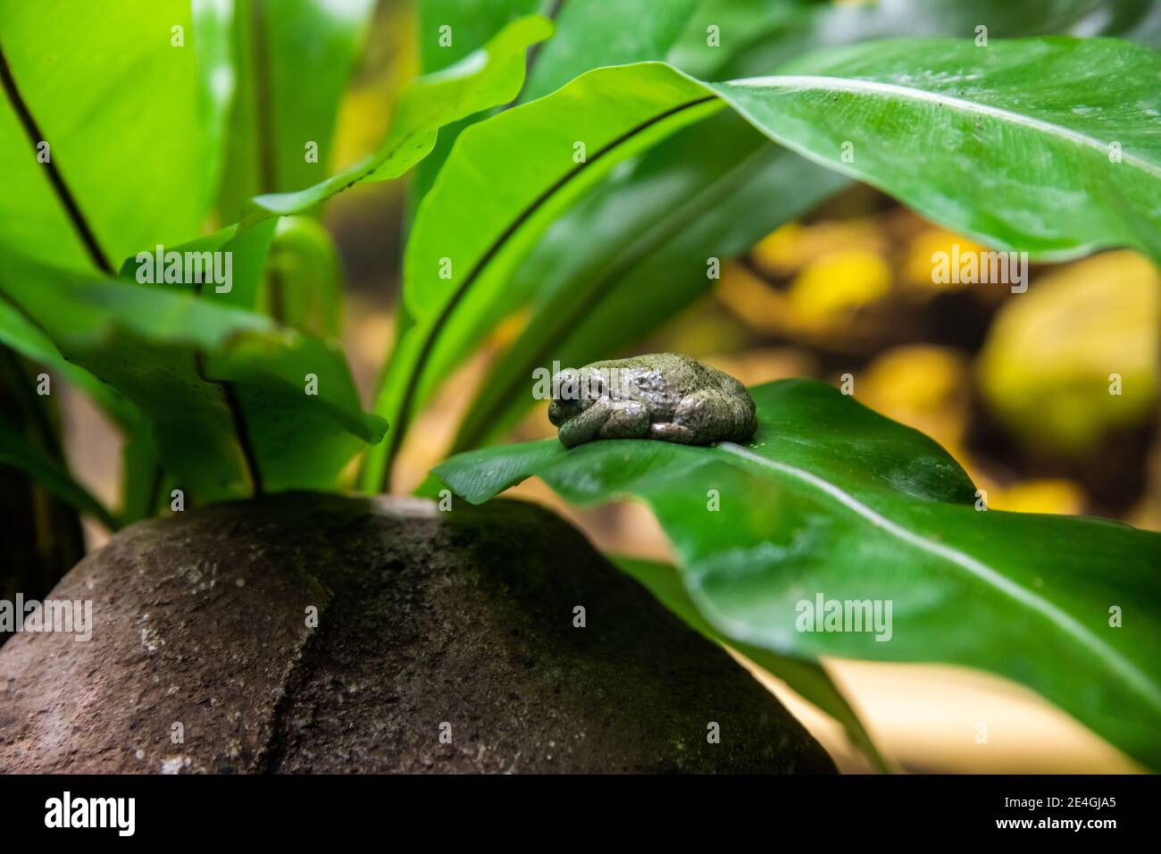 Frog pet tank hi-res stock photography and images - Alamy