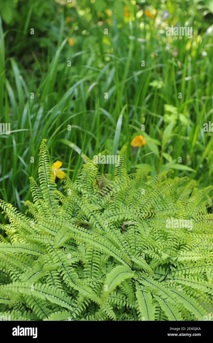 Five-fingered maidenhair fern (Adiantum pedatum) grows in a garden in ...