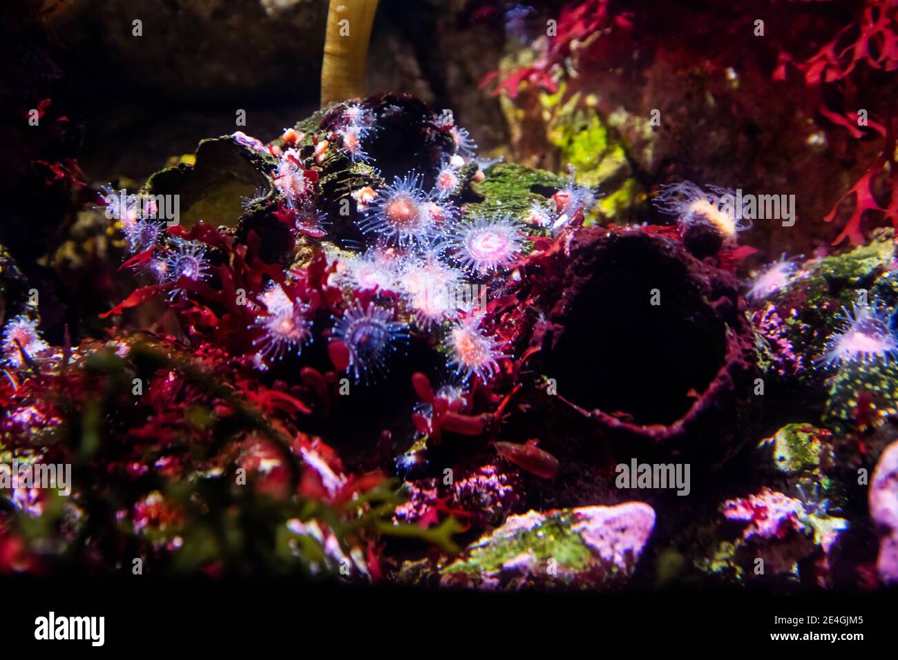 Vibrant planted aquarium with schooling of tropical fish, sea anemones ...