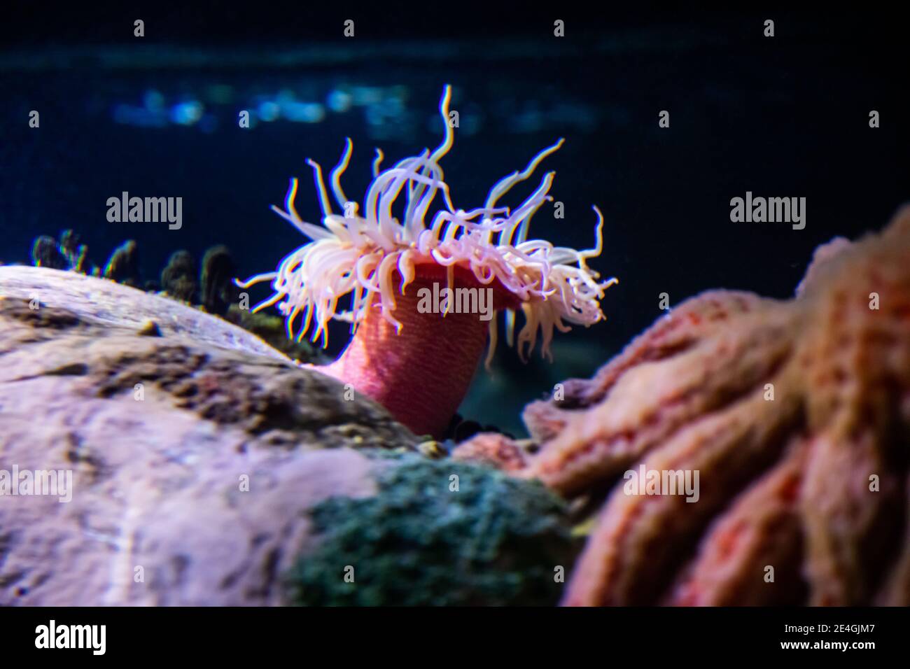 Close-up of sea anemones (Actiniaria), marine, predatory animals of the ...