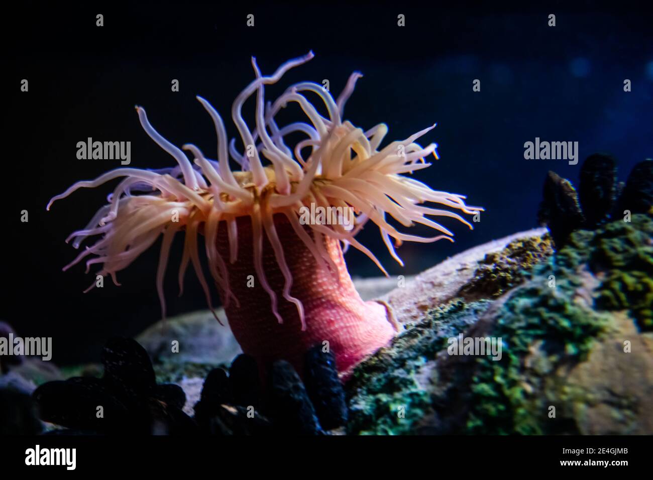 Order actiniaria hi-res stock photography and images - Alamy