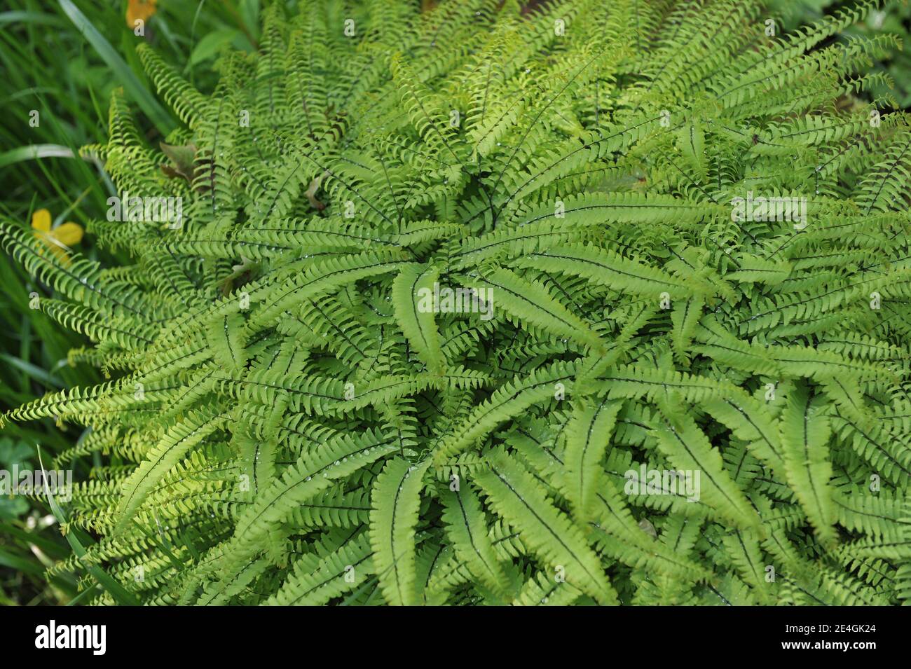 Five fingered fern hi-res stock photography and images - Alamy