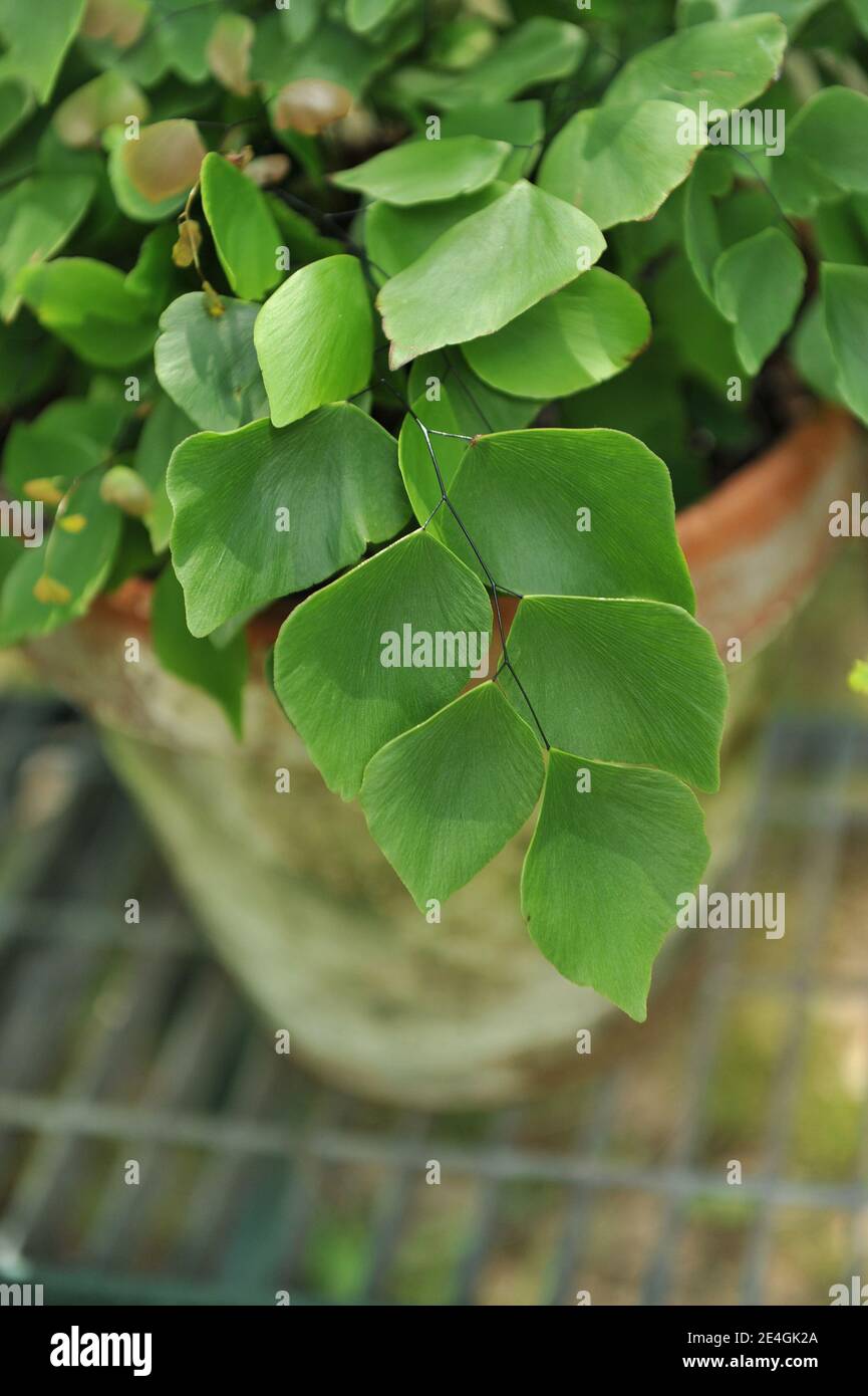 Adiantum peruvianum hi-res stock photography and images - Alamy
