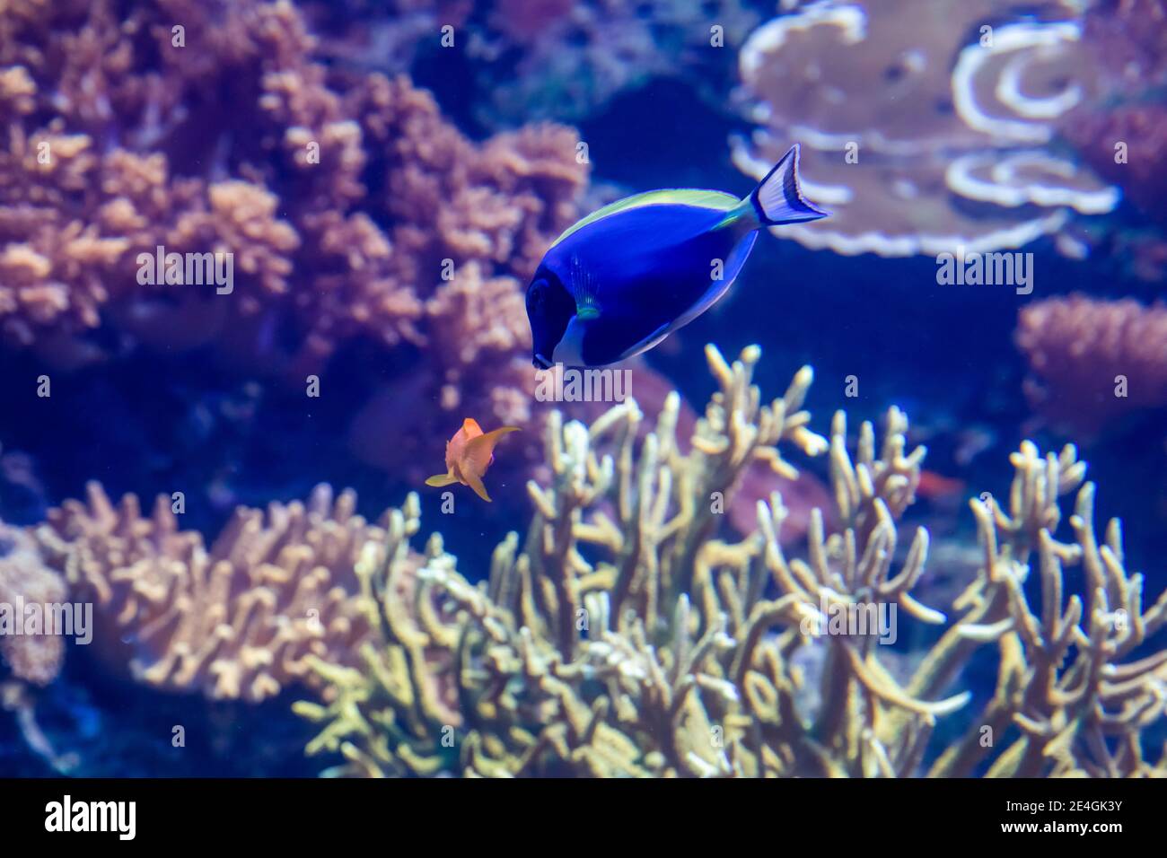 Vibrant planted aquarium with schooling of tropical fish, sea anemones ...