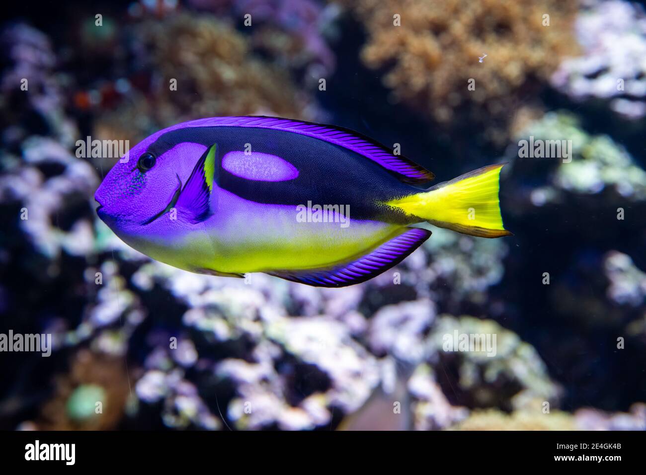 Paracanthurus hepatus Indo-Pacific surgeonfish known as regal tang ...