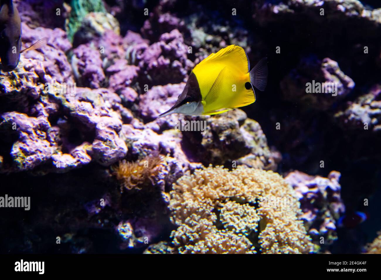 The yellow longnose butterflyfish or forceps butterflyfish, Forcipiger ...