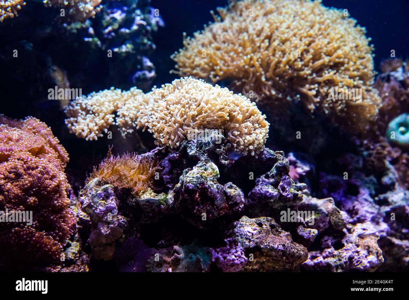 Vibrant planted aquarium with schooling of tropical fish, sea anemones ...