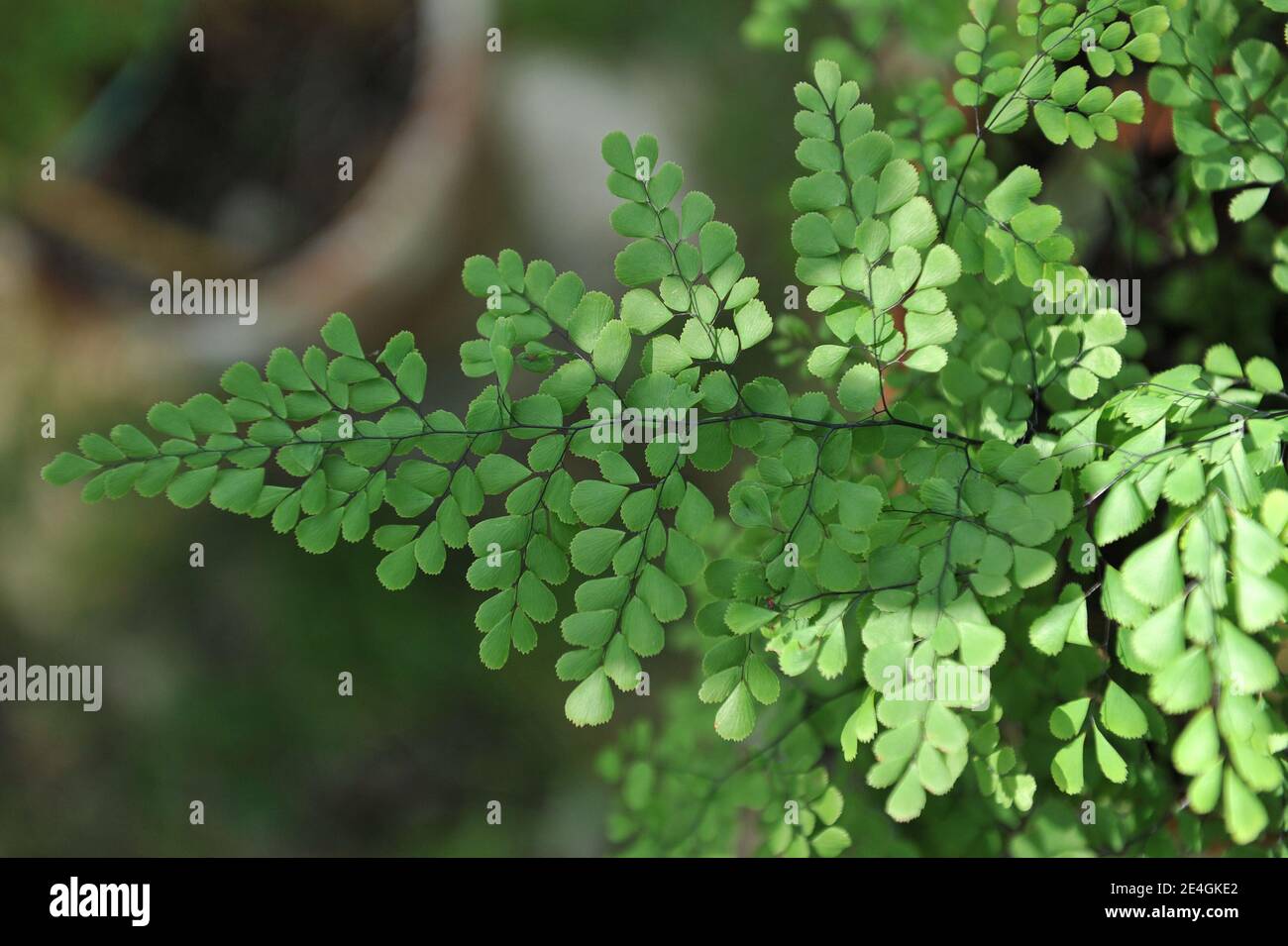 Himalayan maidenhair (Adiantum venustum) grows in a garden in May Stock ...