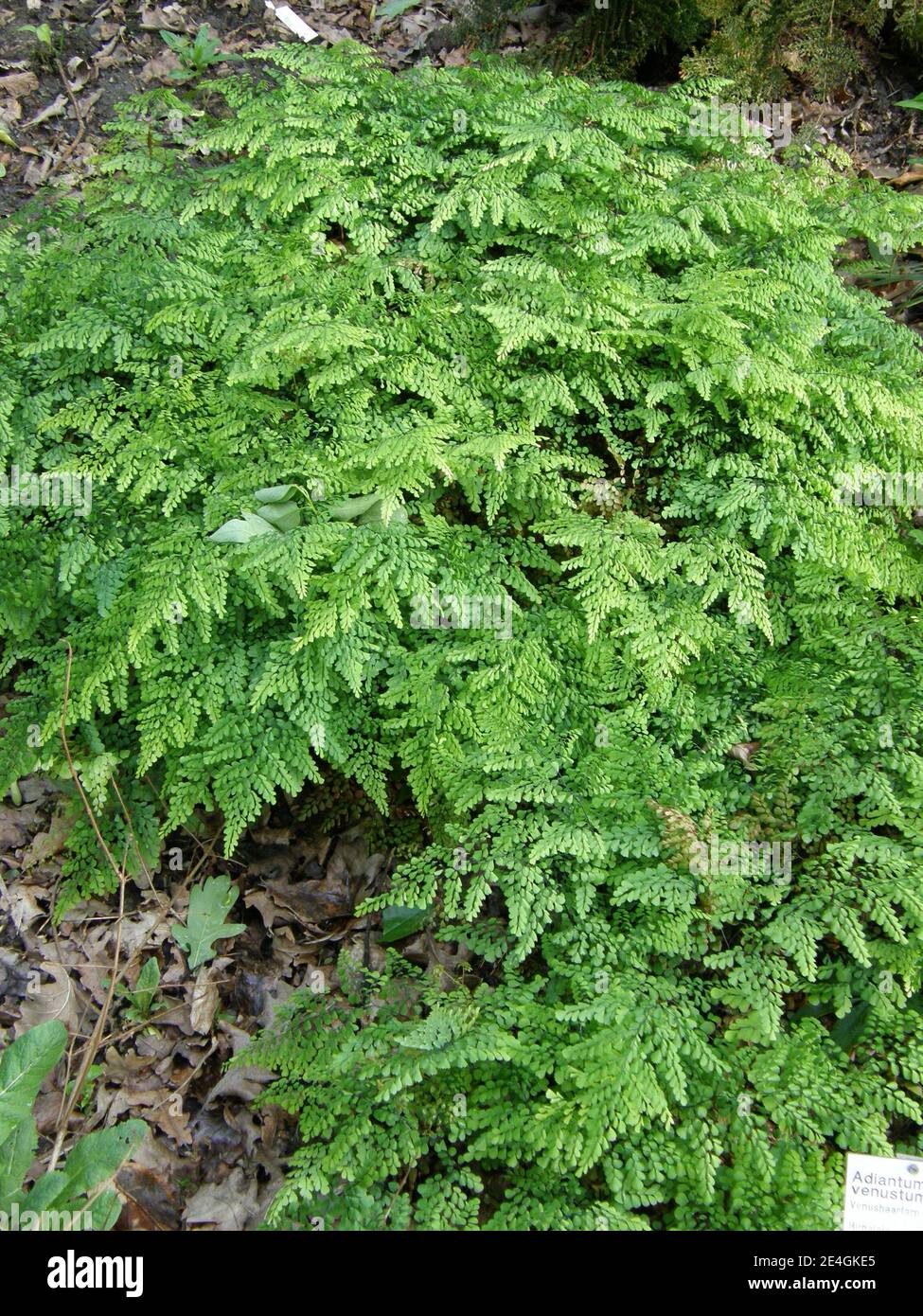 Himalayan maidenhair (Adiantum venustum) grows in a garden in May Stock ...