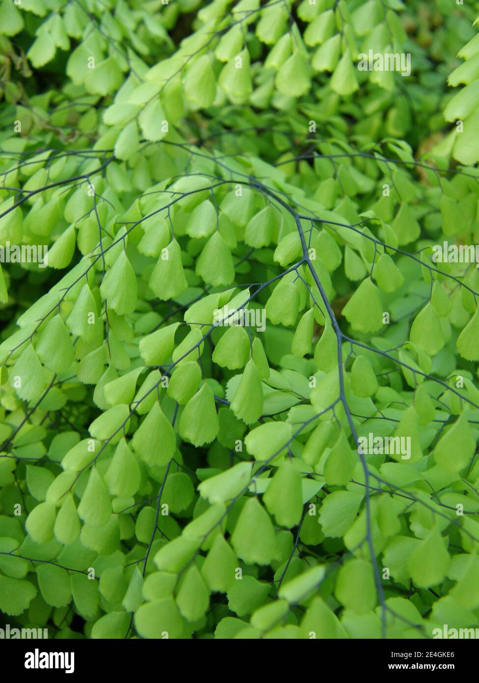 Himalayan maidenhair (Adiantum venustum) grows in a garden in May Stock ...