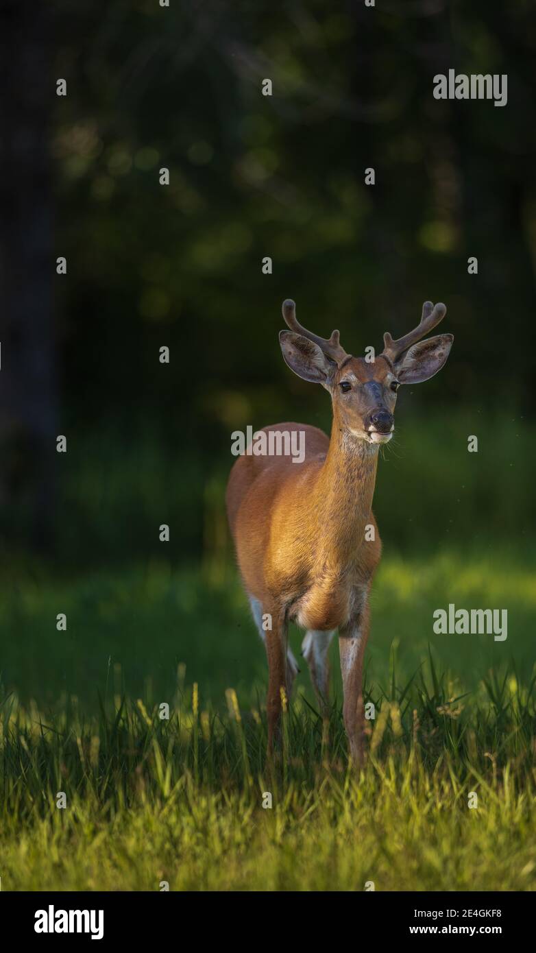 Young white-tailed buck walking in a northern Wisconsin meadow Stock ...