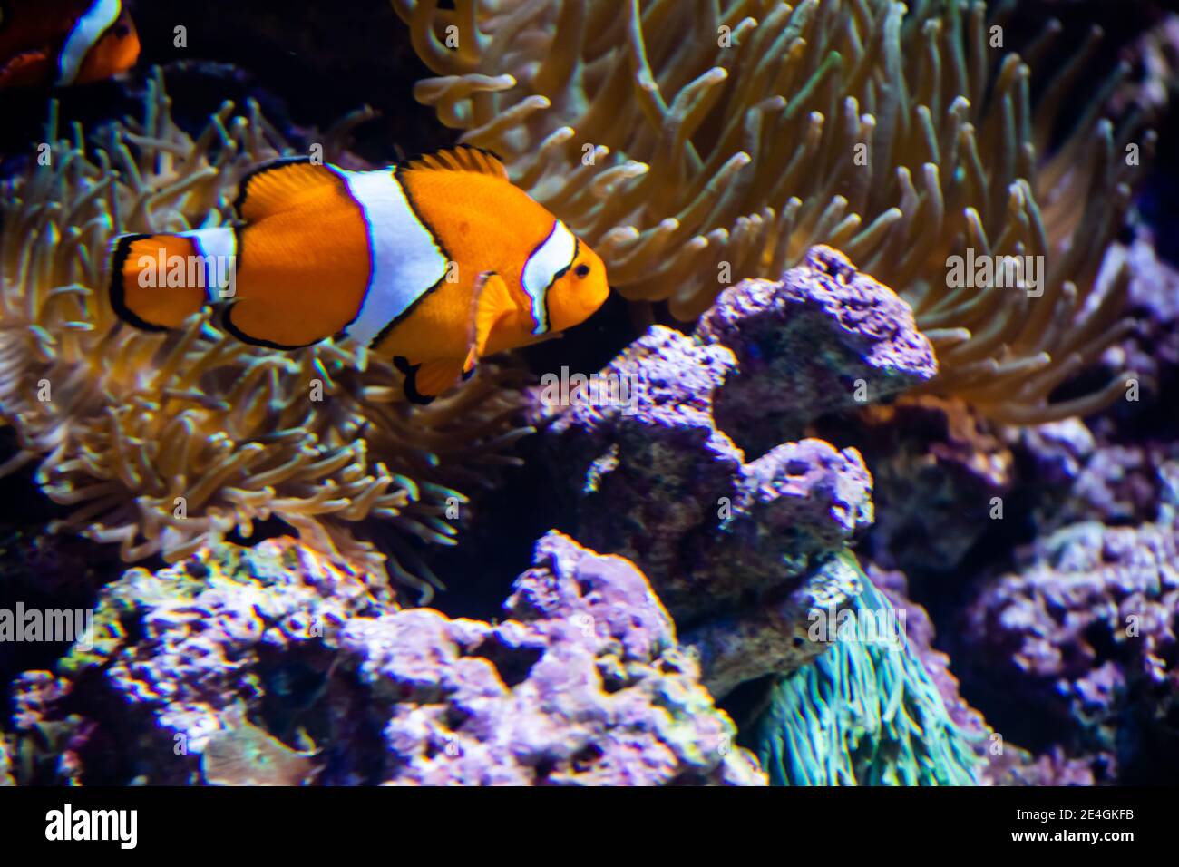 Ocellaris clownfish, Amphiprion ocellaris, orange clownfish that live ...
