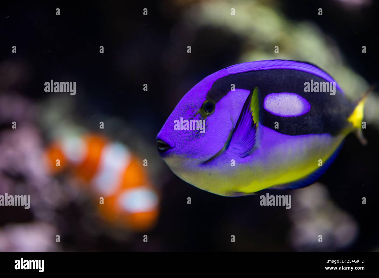 Paracanthurus hepatus Indo-Pacific surgeonfish known as regal tang ...