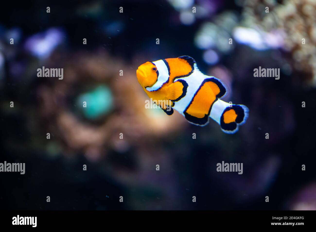 Ocellaris clownfish, Amphiprion ocellaris, orange clownfish that live ...
