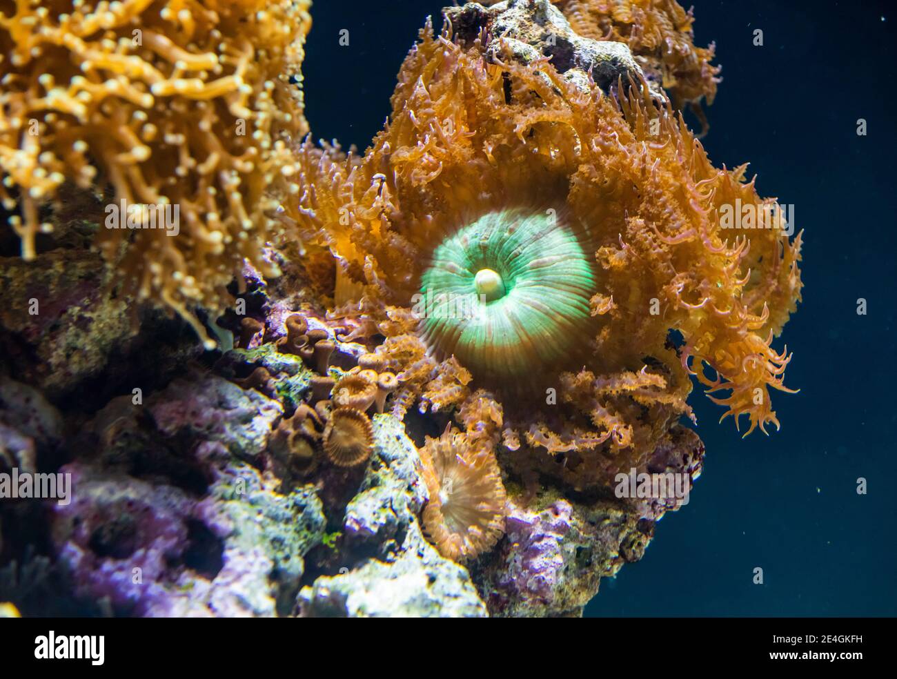 Vibrant planted aquarium with schooling of tropical fish, sea anemones ...