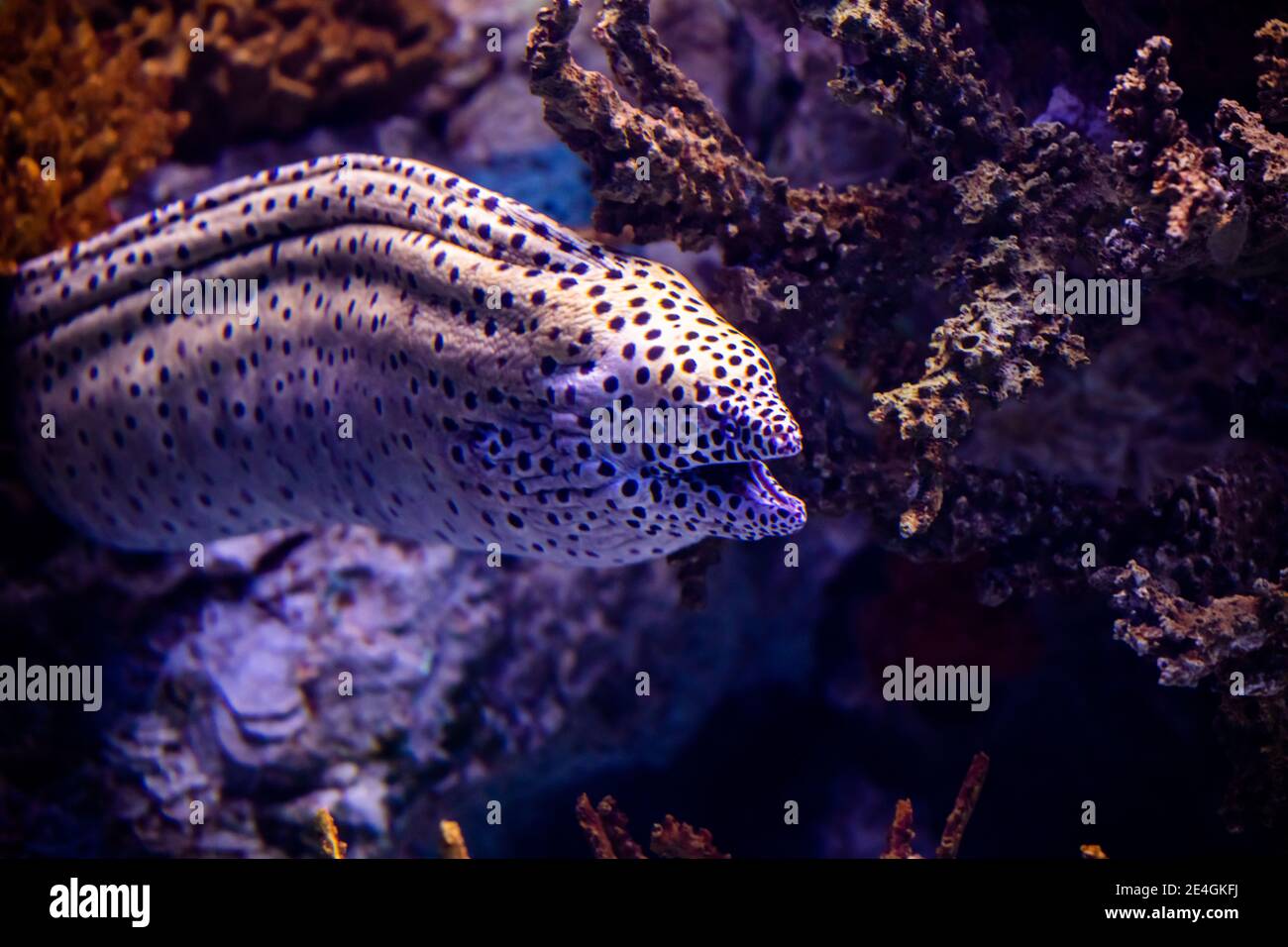 The laced moray (Gymnothorax favagineus), also known as the leopard ...