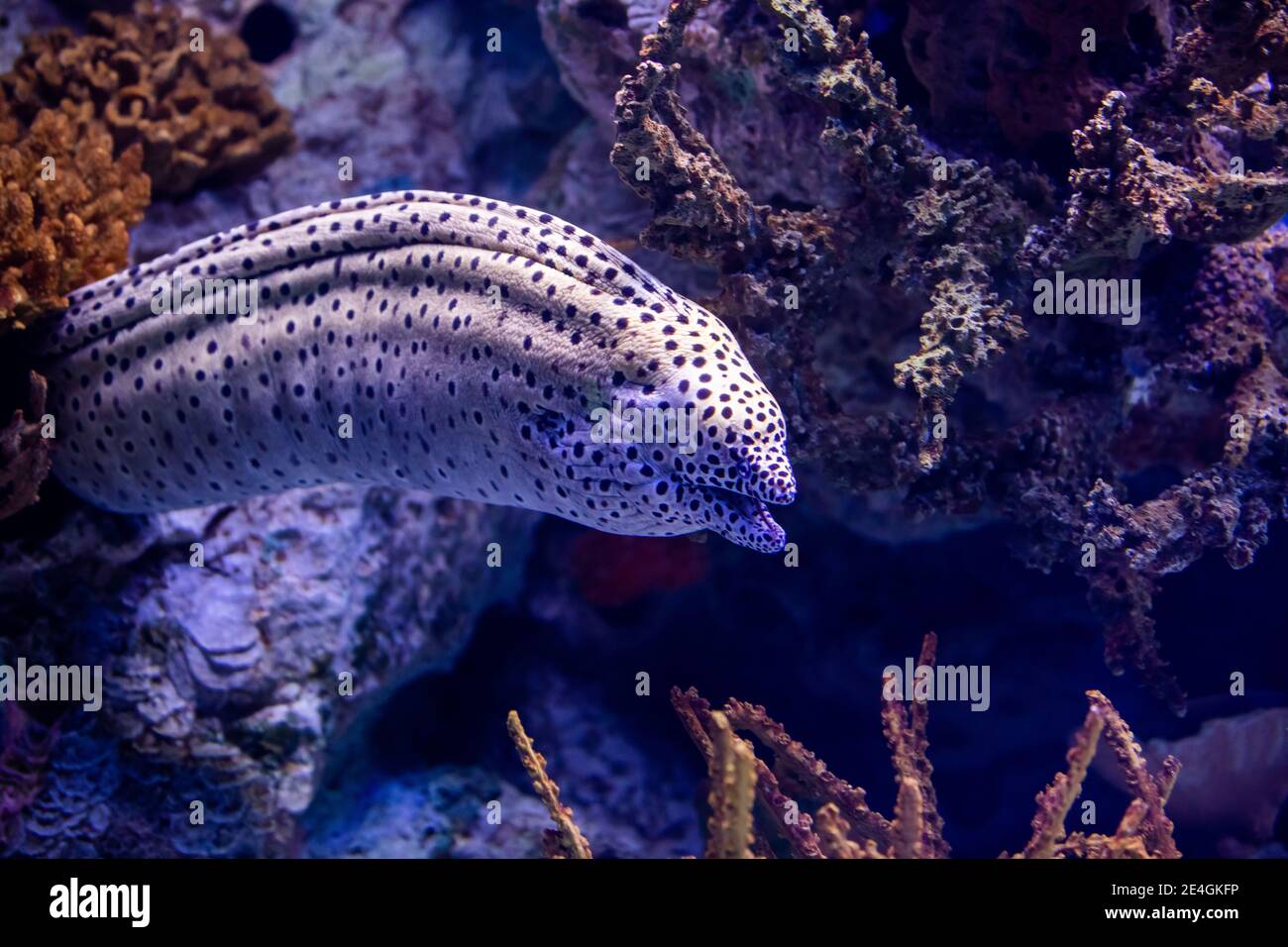 The laced moray (Gymnothorax favagineus), also known as the leopard ...