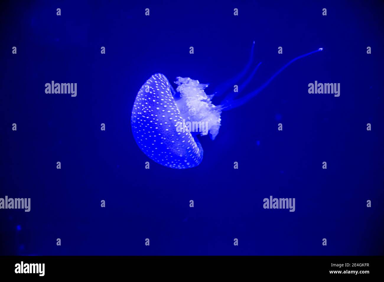 Spotted jellies hi-res stock photography and images - Alamy