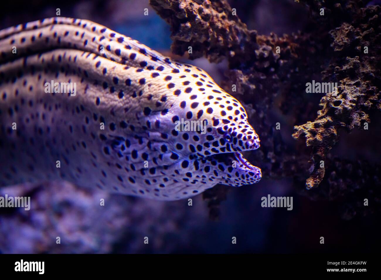 The laced moray (Gymnothorax favagineus), also known as the leopard ...