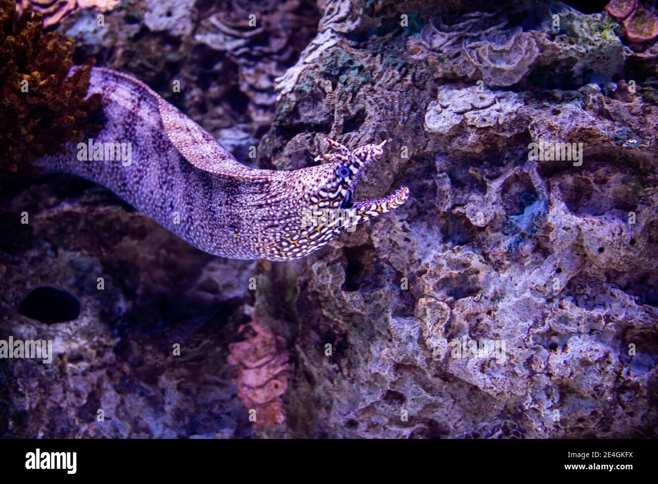 The leopard moray eel or dragon moray (Enchelycore pardalis) inhabiting corals and rocky reefs ...