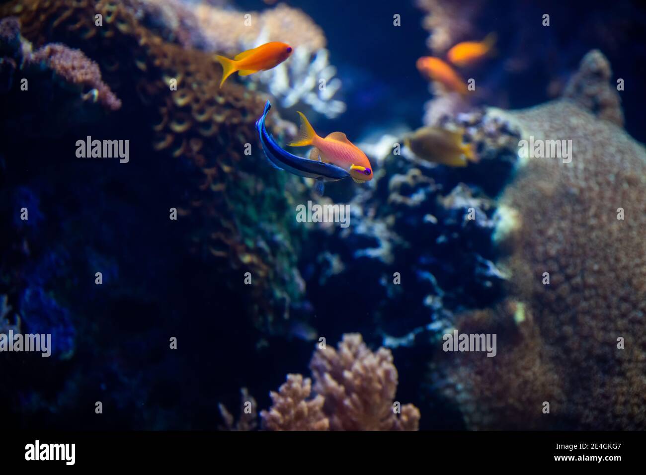 Vibrant planted aquarium with schooling of tropical fish, sea anemones ...