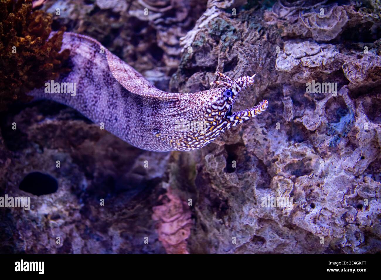 The leopard moray eel or dragon moray (Enchelycore pardalis) inhabiting ...
