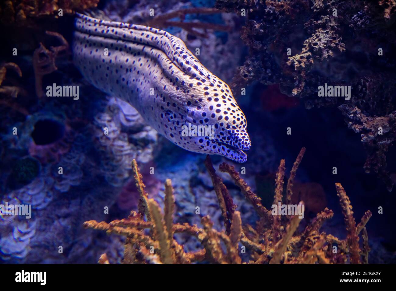 The laced moray (Gymnothorax favagineus), also known as the leopard ...