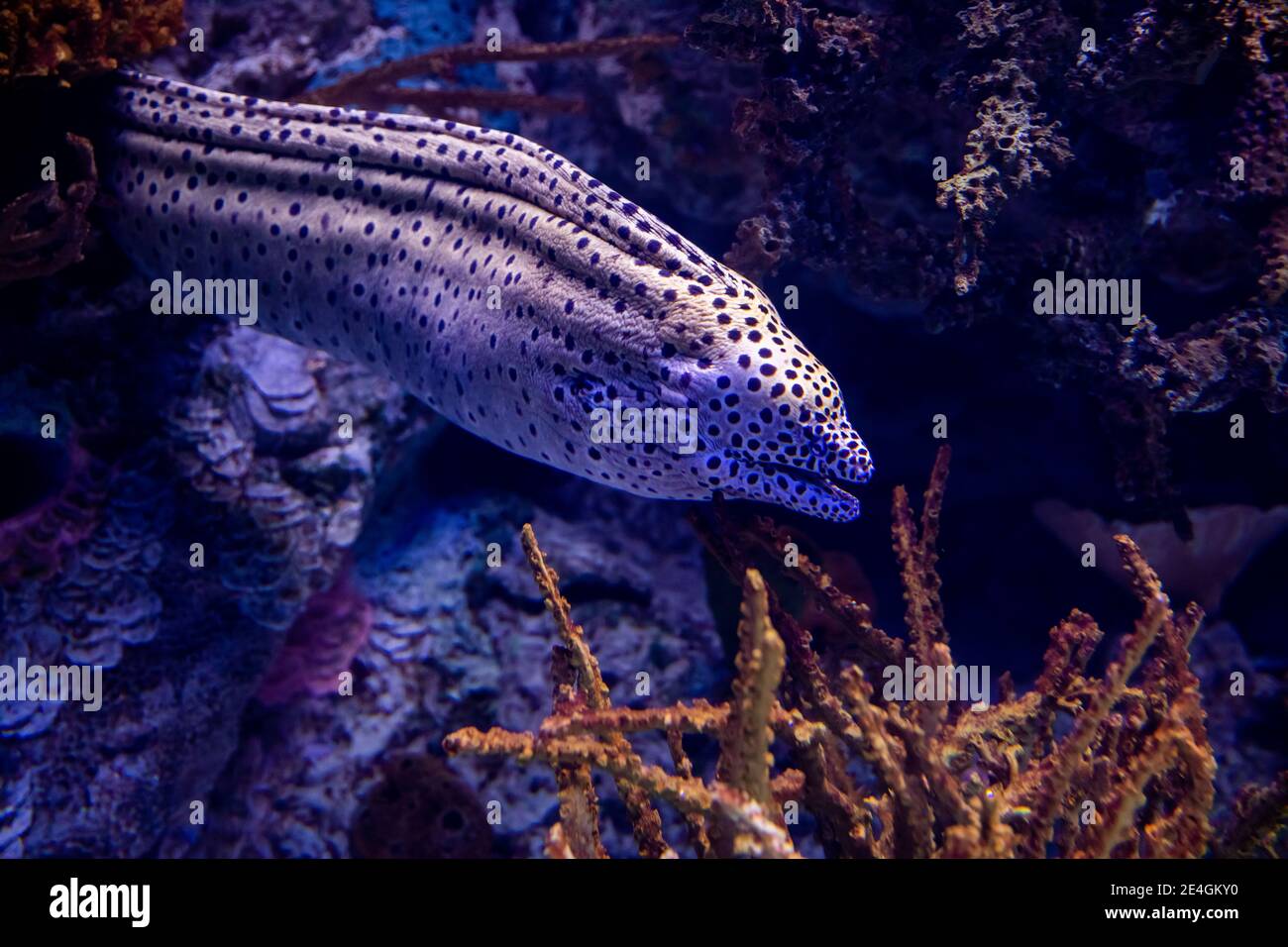 The laced moray (Gymnothorax favagineus), also known as the leopard ...