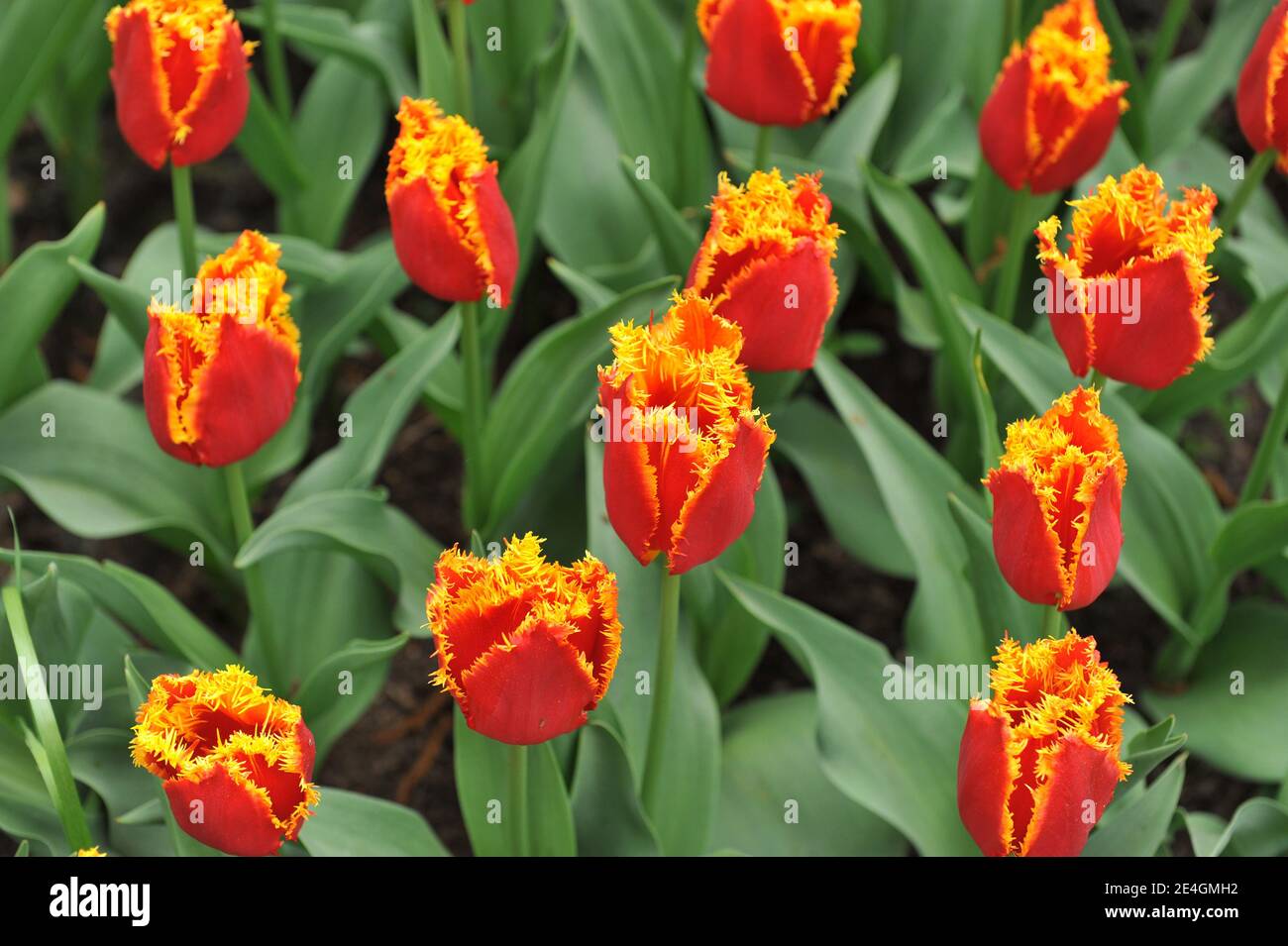 Yellow fringed red tulips hi-res stock photography and images - Alamy