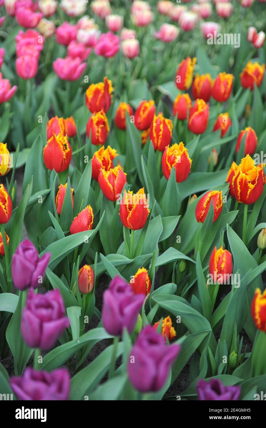 Yellow fringed red tulips hi-res stock photography and images - Alamy