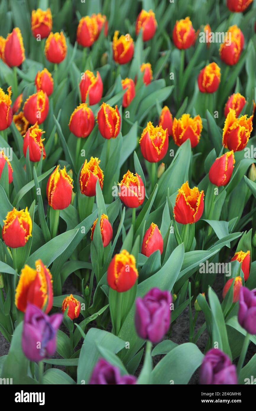 Red and yellow fringed tulips (Tulipa) Fabio bloom in a garden in April ...