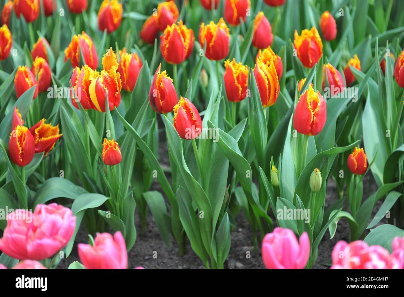 Yellow fringed red tulips hi-res stock photography and images - Alamy