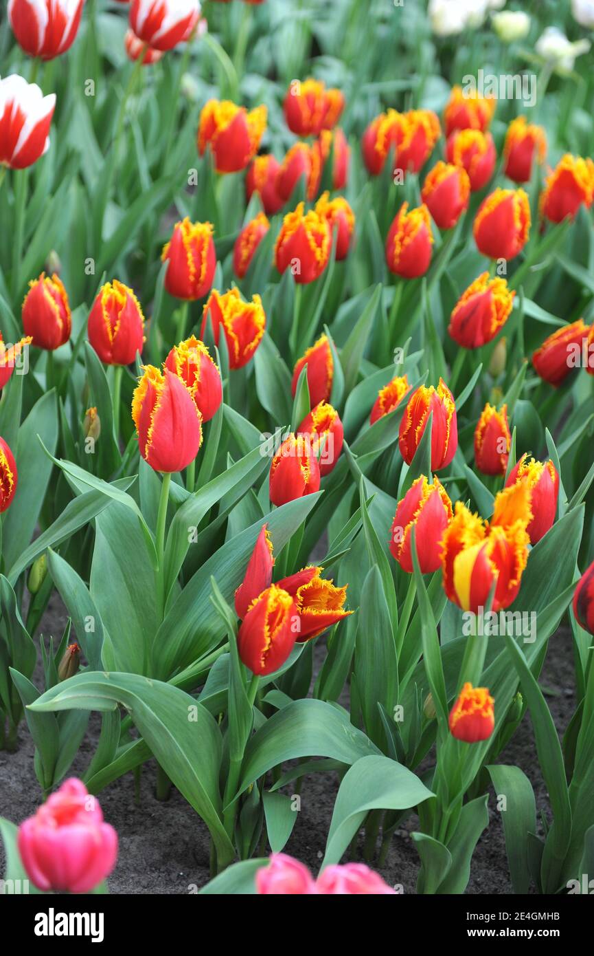 Yellow fringed red tulips hi-res stock photography and images - Alamy