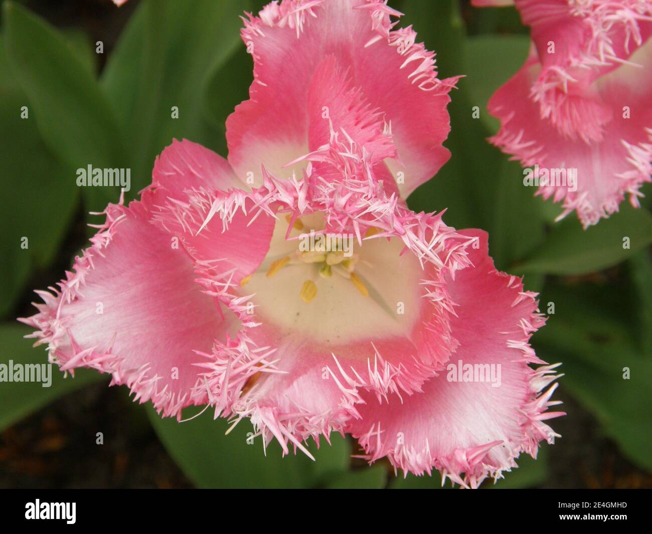 Tulips fancy frills hi-res stock photography and images - Alamy