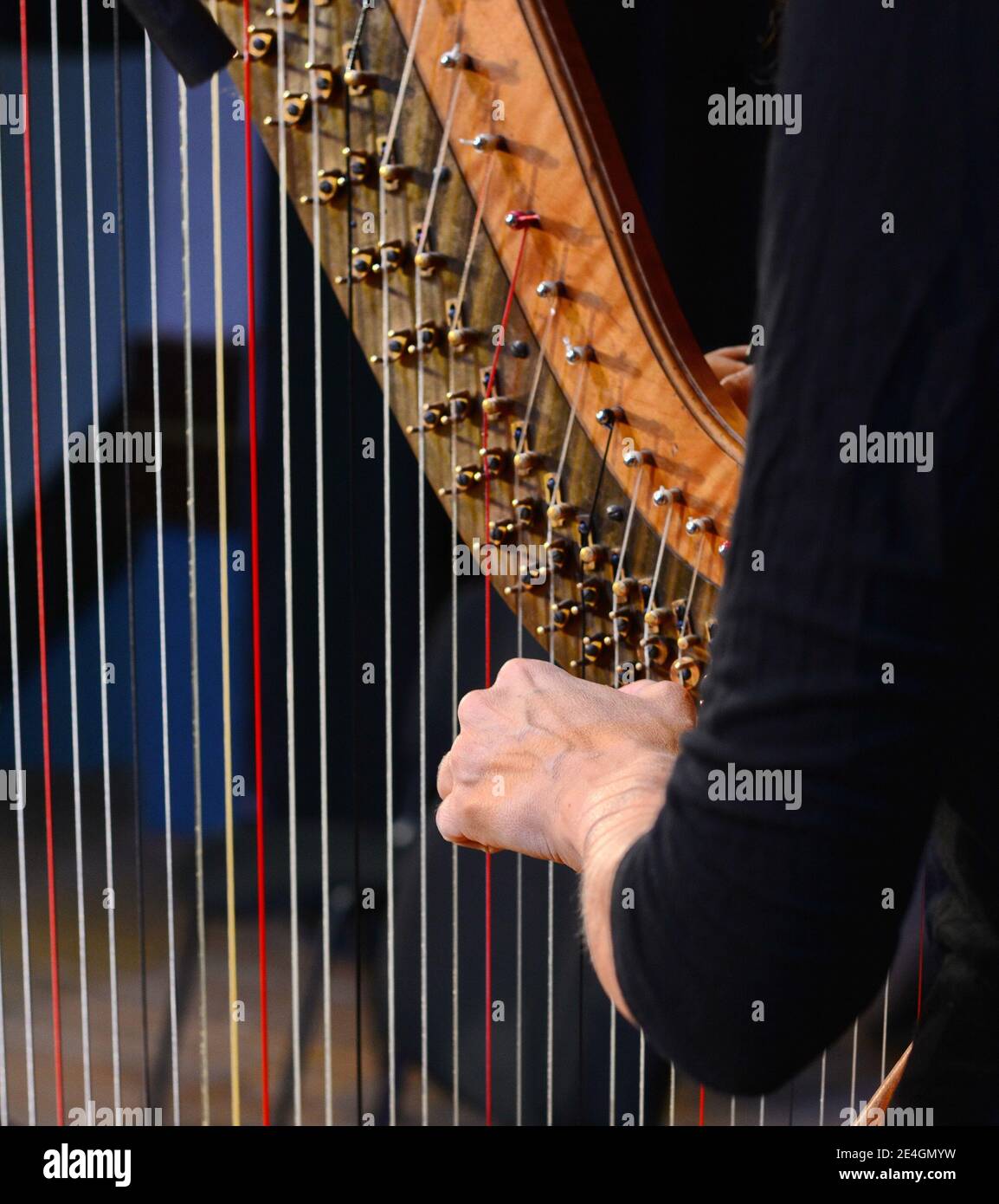 The musician tweaks the harp. Harp player. Classical musician harpist ...