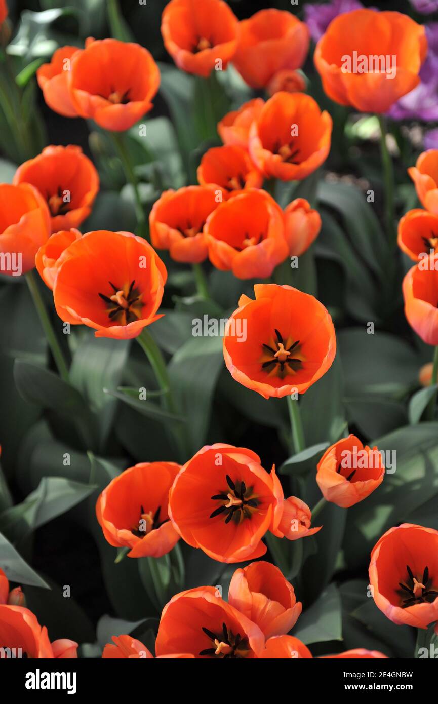Orange Darwin Hybrid tulips (Tulipa) Fascination bloom in a garden in ...