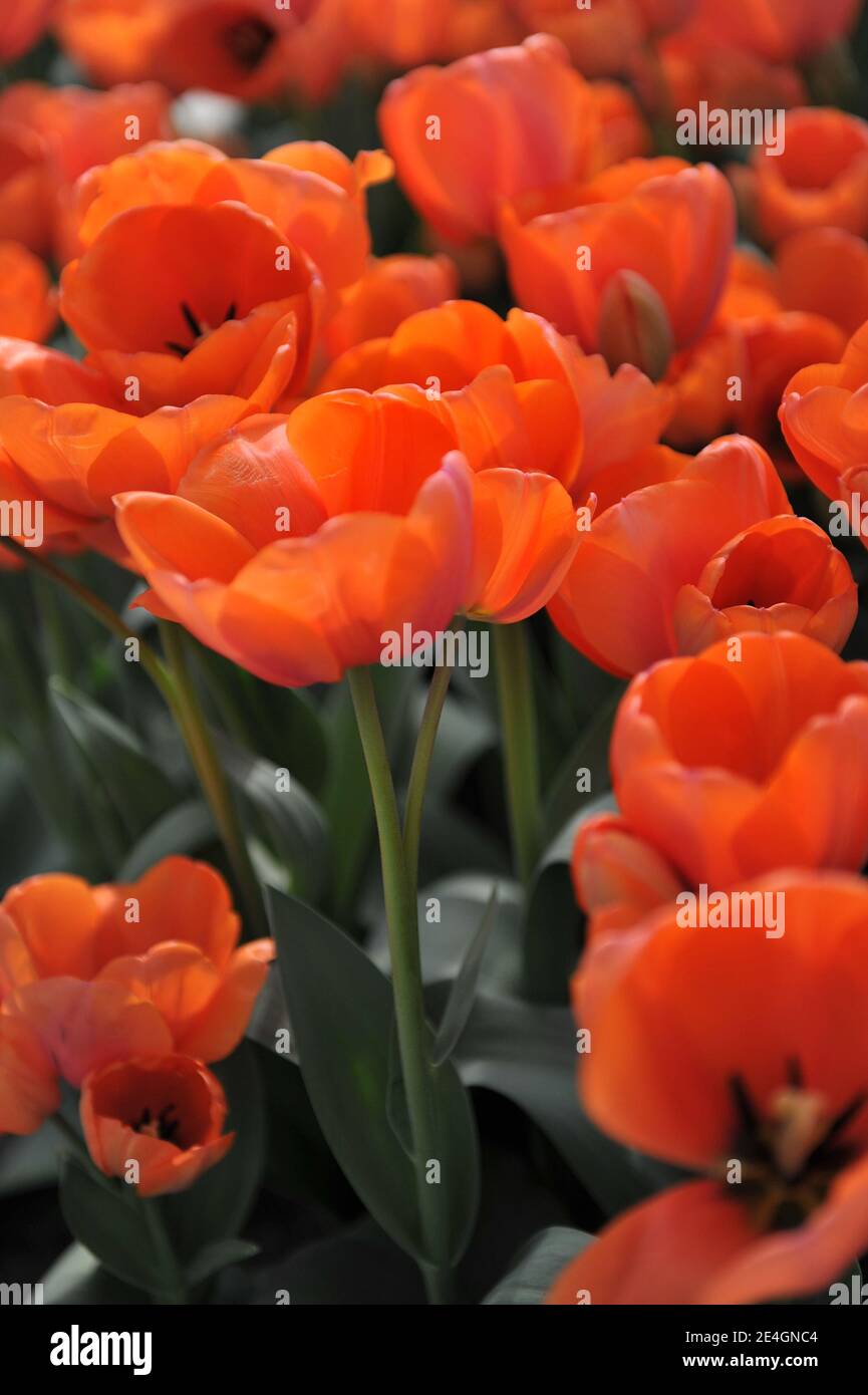 Orange Darwin Hybrid tulips (Tulipa) Fascination bloom in a garden in ...