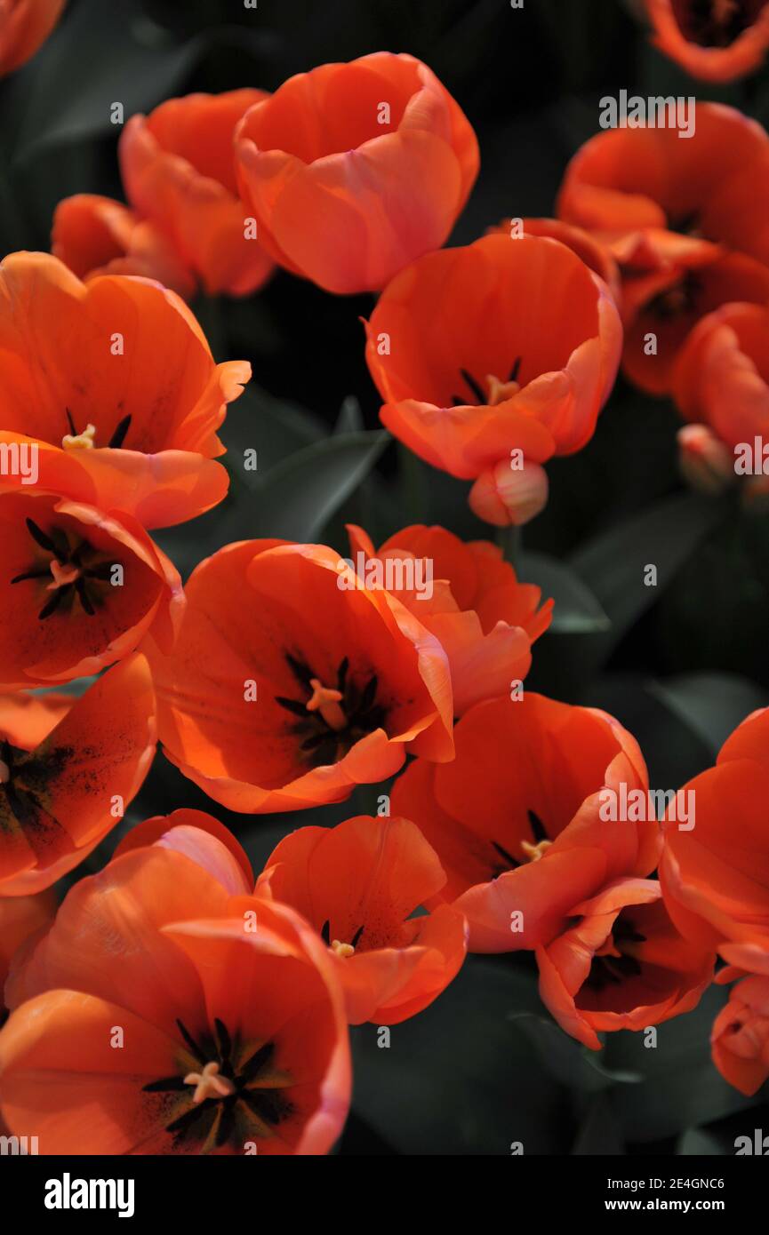 Orange Darwin Hybrid tulips (Tulipa) Fascination bloom in a garden in ...