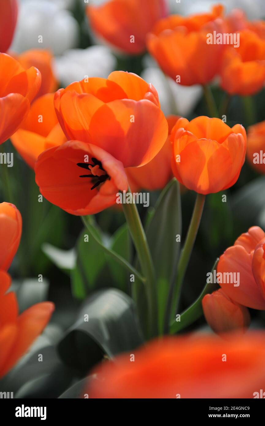 Orange Darwin Hybrid tulips (Tulipa) Fascination bloom in a garden in ...