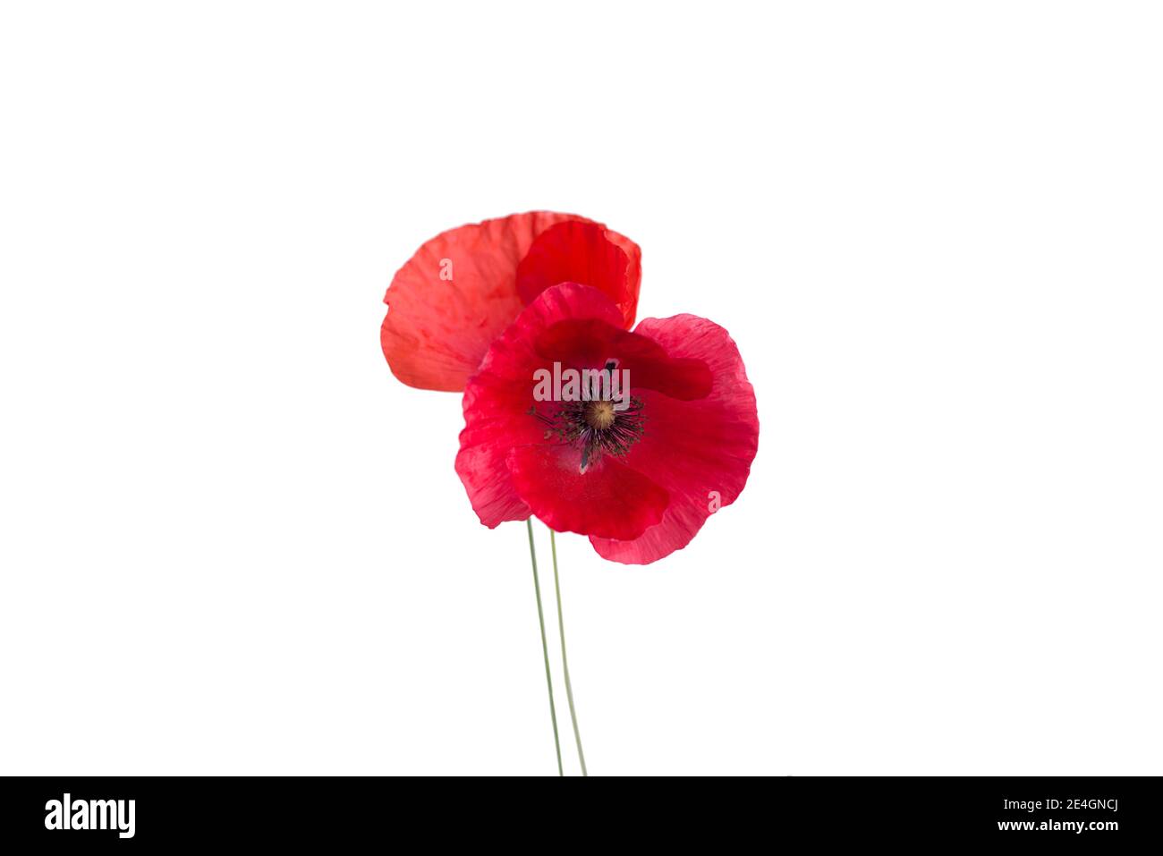 Beautiful red poppy isolated on white background Stock Photo - Alamy