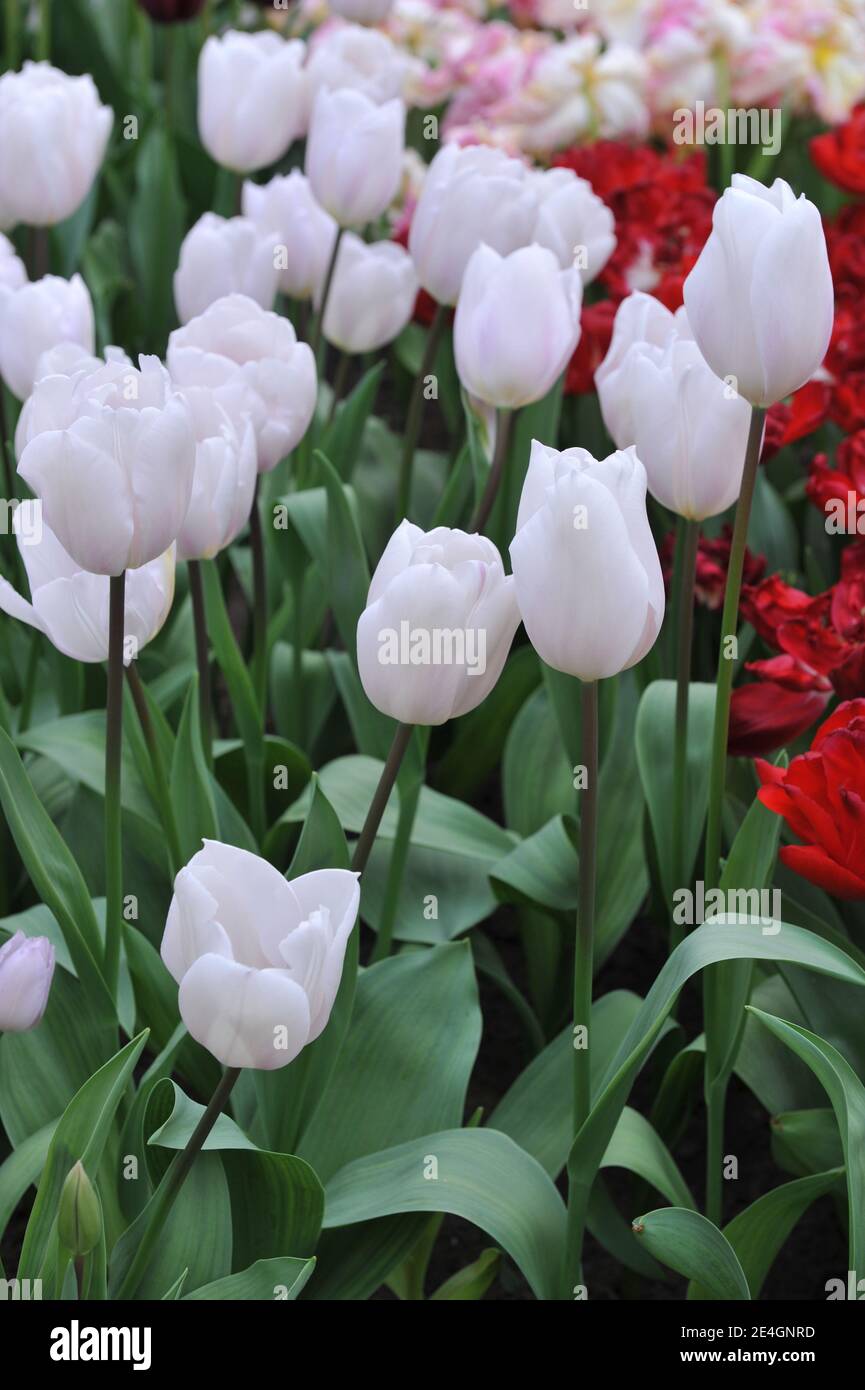 White Triumph tulips (Tulipa) Fay bloom in a garden in April Stock ...