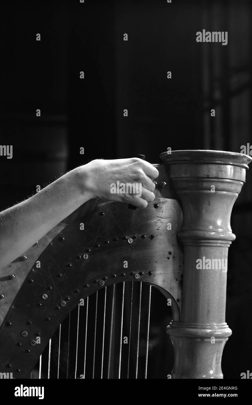 The musician tweaks the harp. Harp player. Classical musician harpist ...